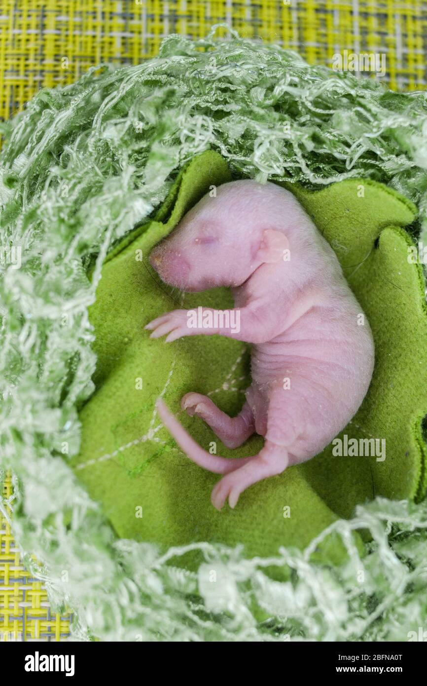 Embryo Beautiful mouse in the green leaves Stock Photo - Alamy