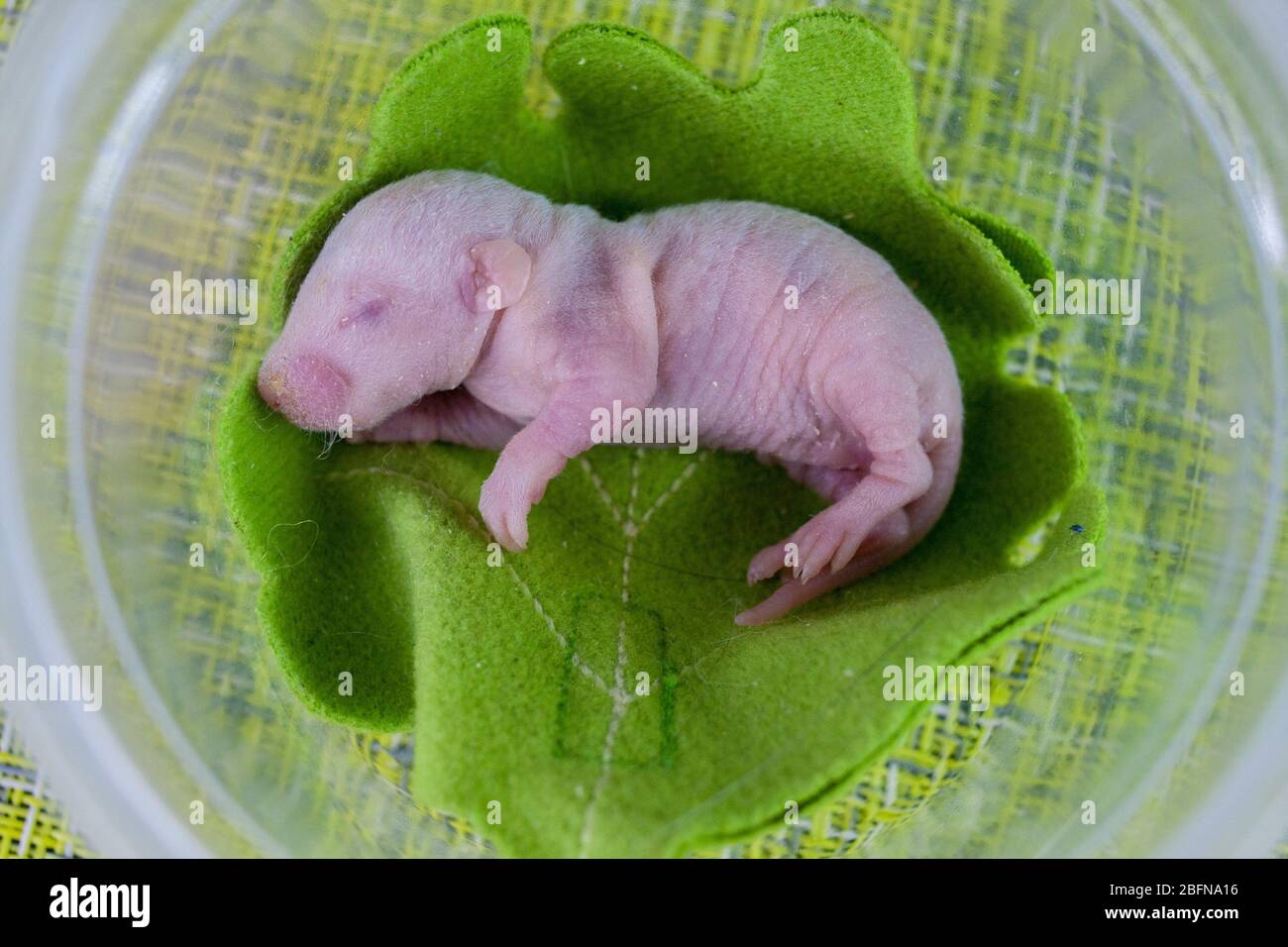 Mouse embryo hi-res stock photography and images - Alamy