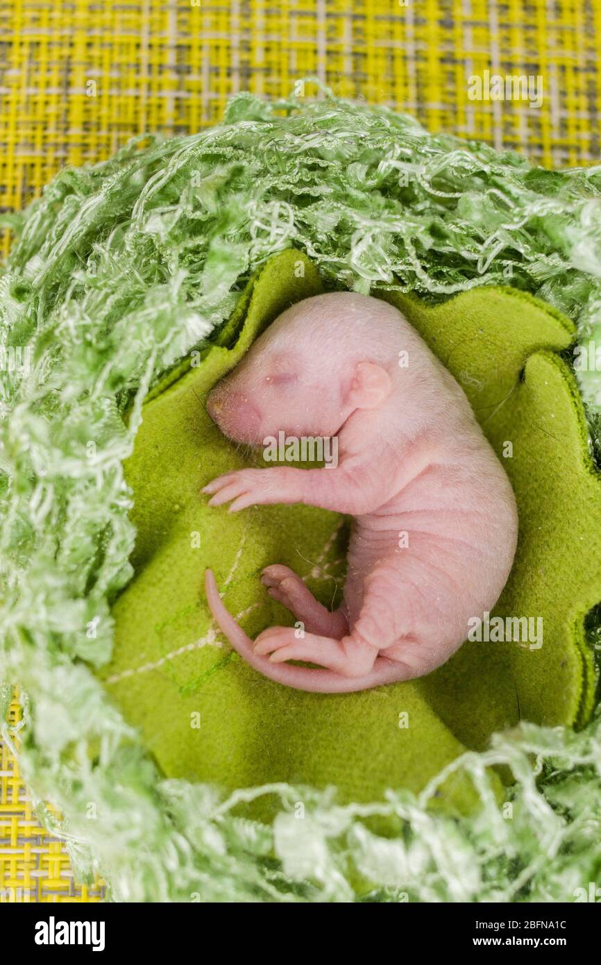 Mouse embryo hi-res stock photography and images - Alamy