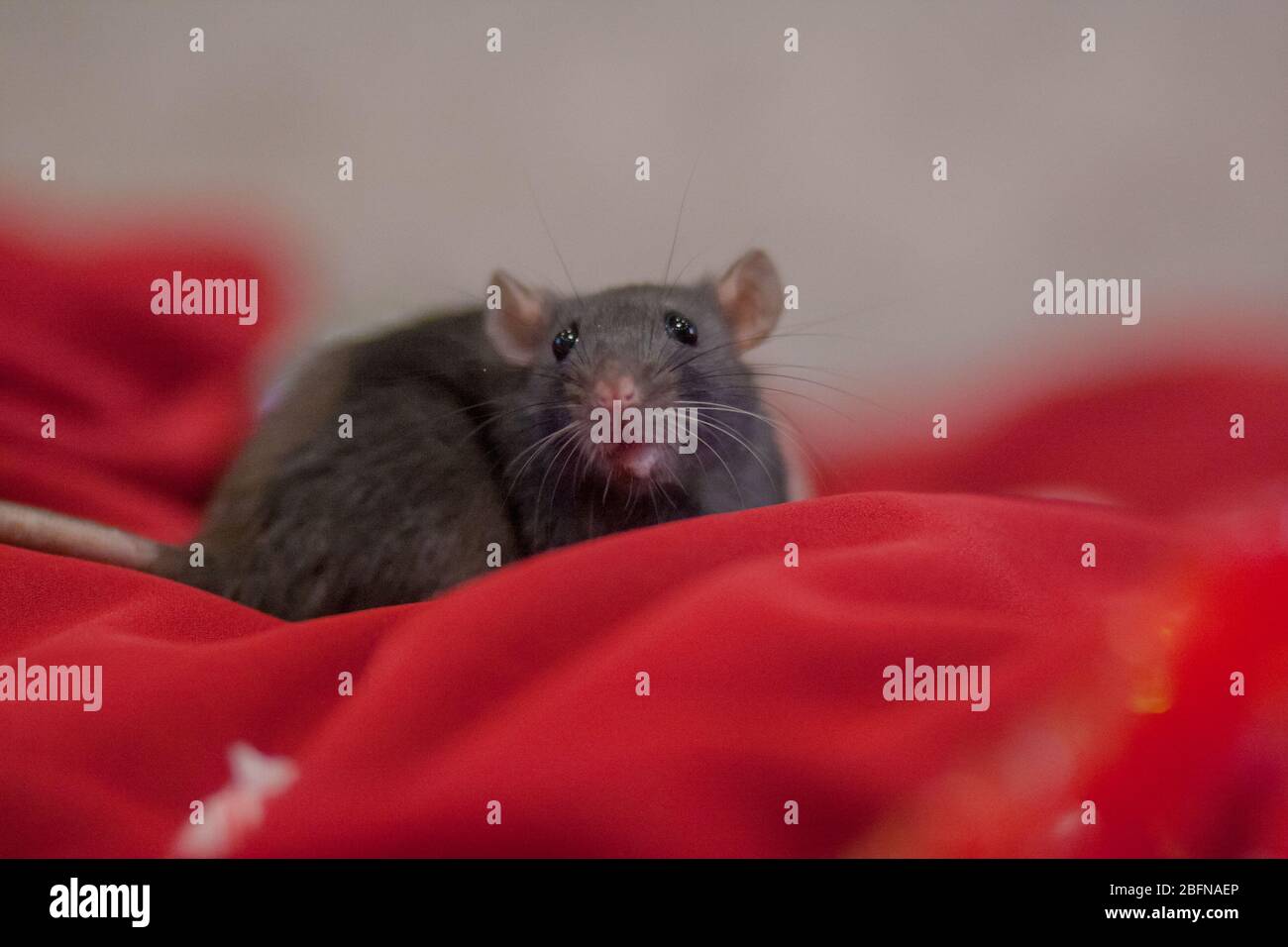 Gray rat on a red soft sofa Stock Photo - Alamy