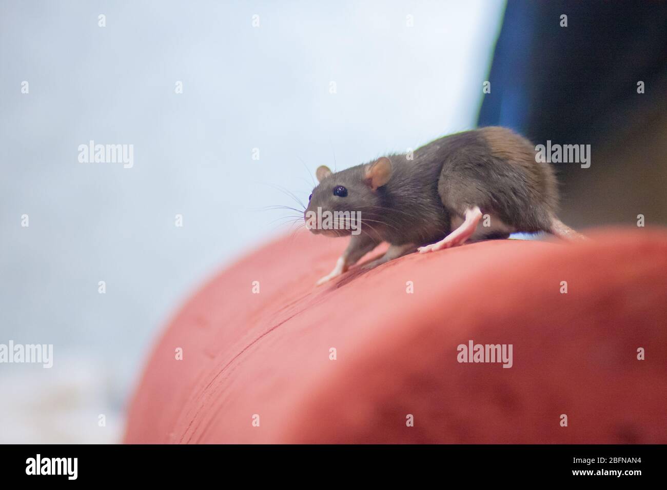 Gray rat on a red soft sofa Stock Photo - Alamy