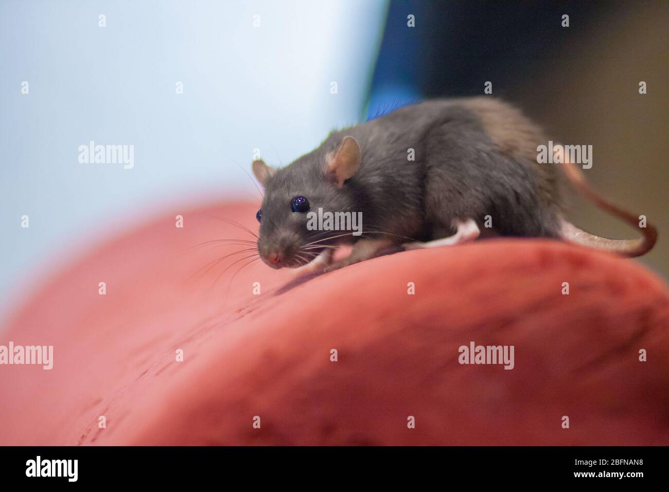 Gray rat on a red soft sofa Stock Photo - Alamy