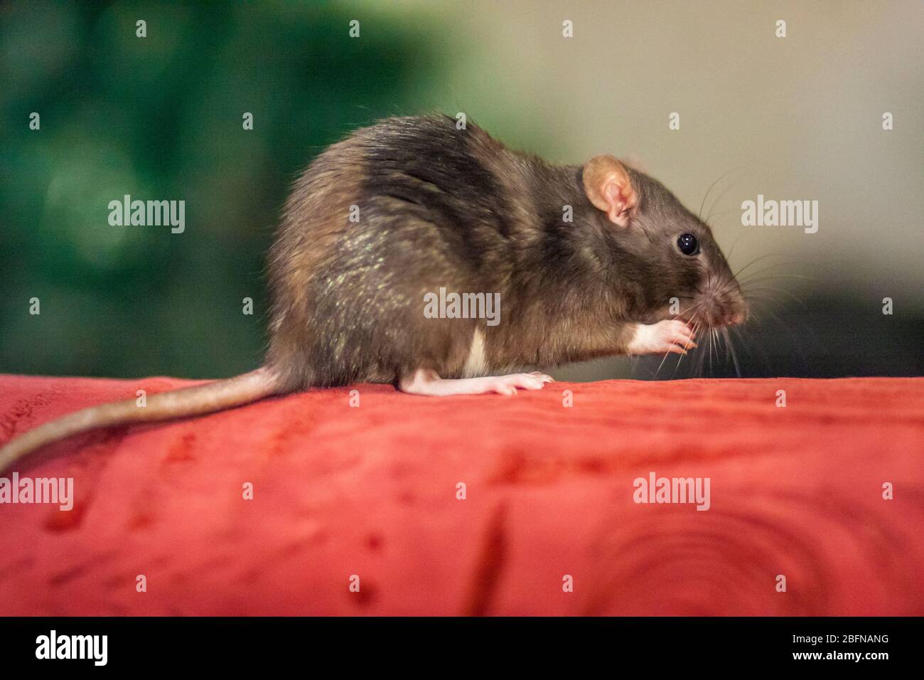 Gray rat on a red soft sofa Stock Photo - Alamy