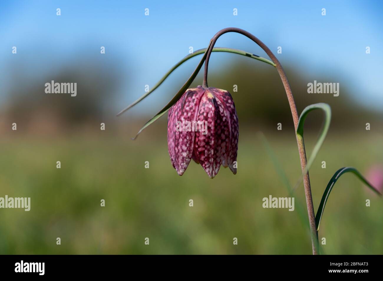 Drawing of a chess piece hi-res stock photography and images - Alamy