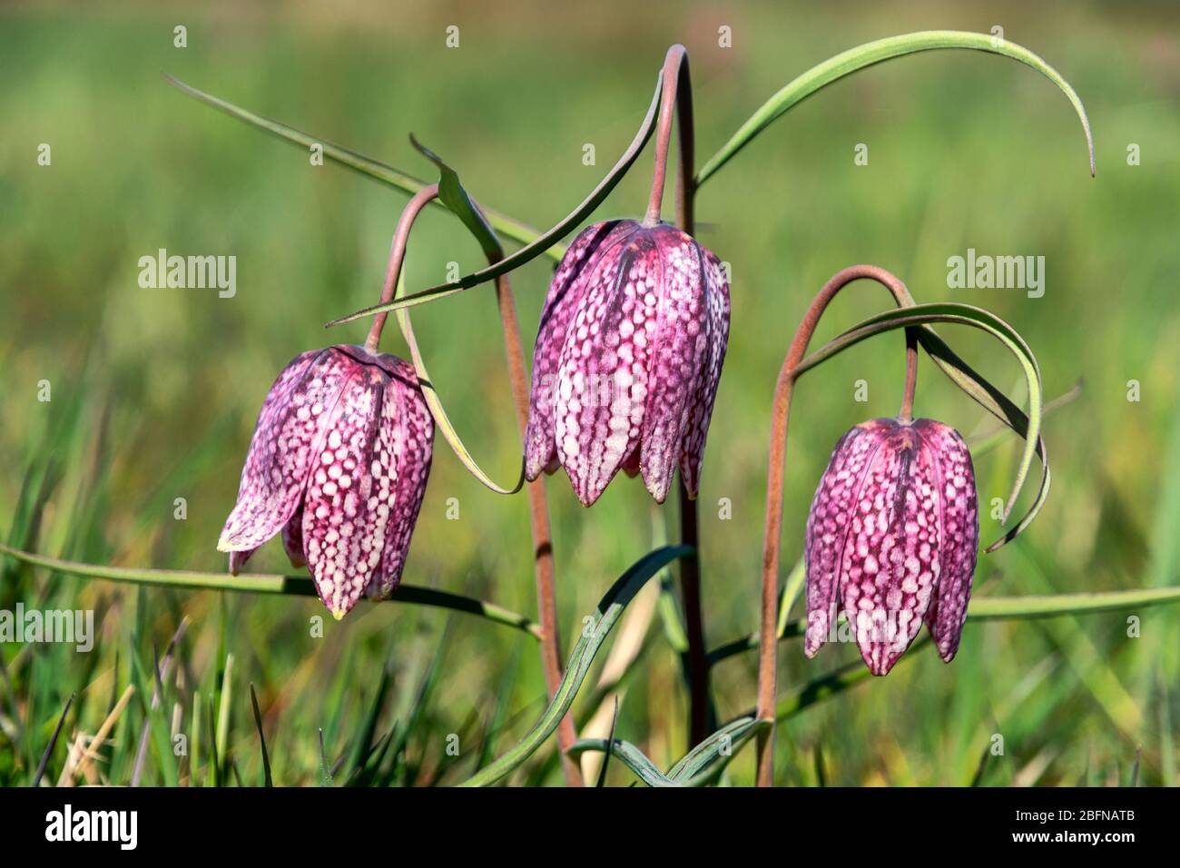 The chess flower hi-res stock photography and images - Alamy