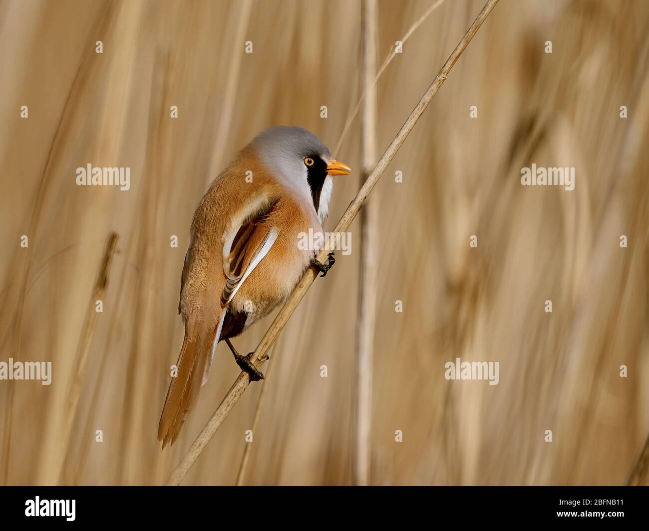 Bearded reedling habitat hi-res stock photography and images - Alamy