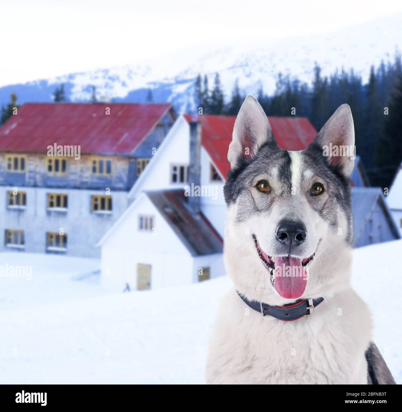 Guarding wolf hi-res stock photography and images - Alamy