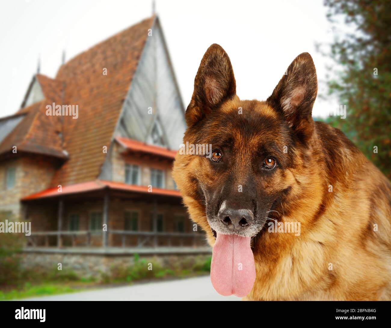 German shepherd dog guarding private property Stock Photo - Alamy