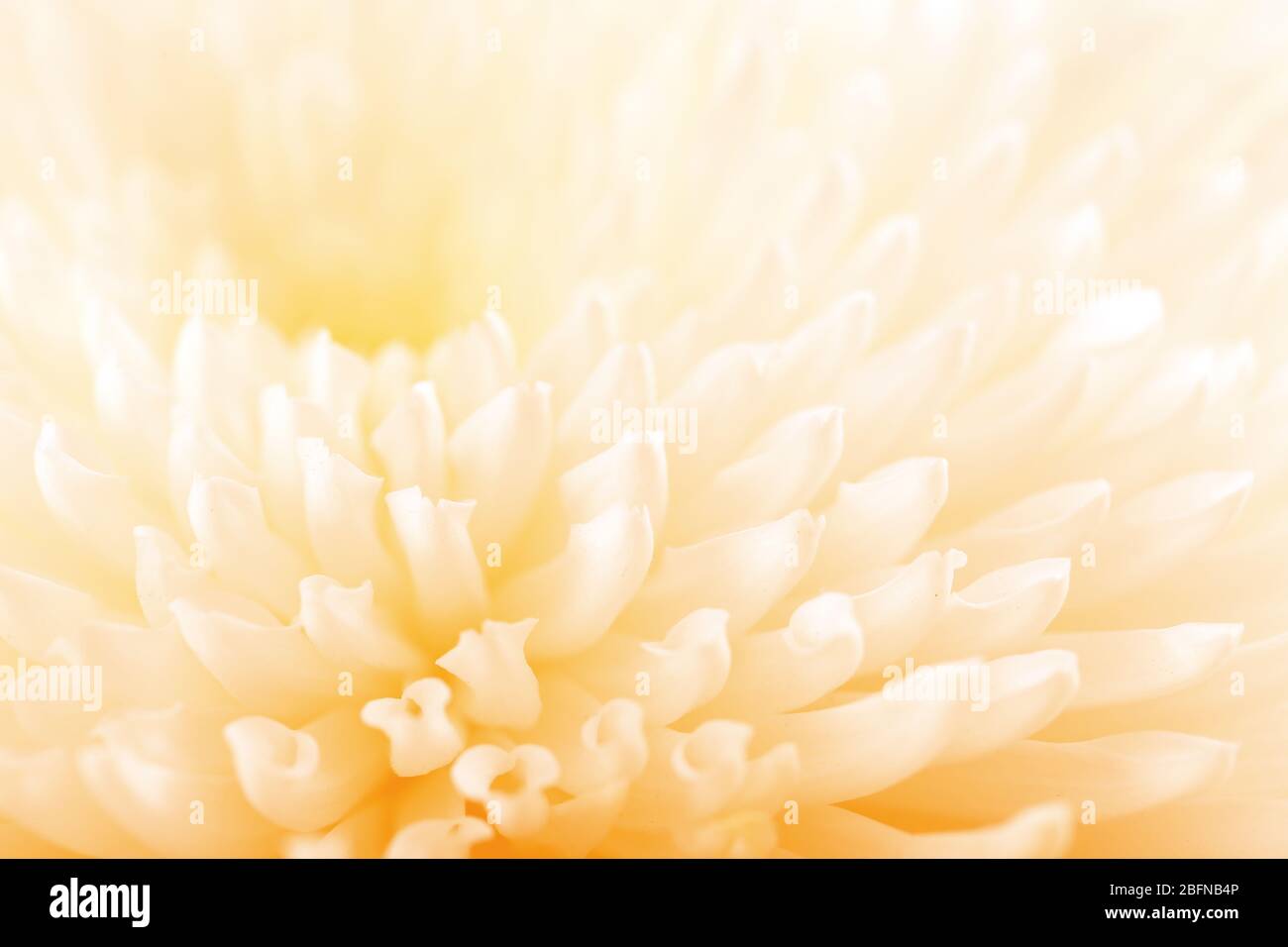 Beautiful flower petals, closeup. Floral background Stock Photo - Alamy