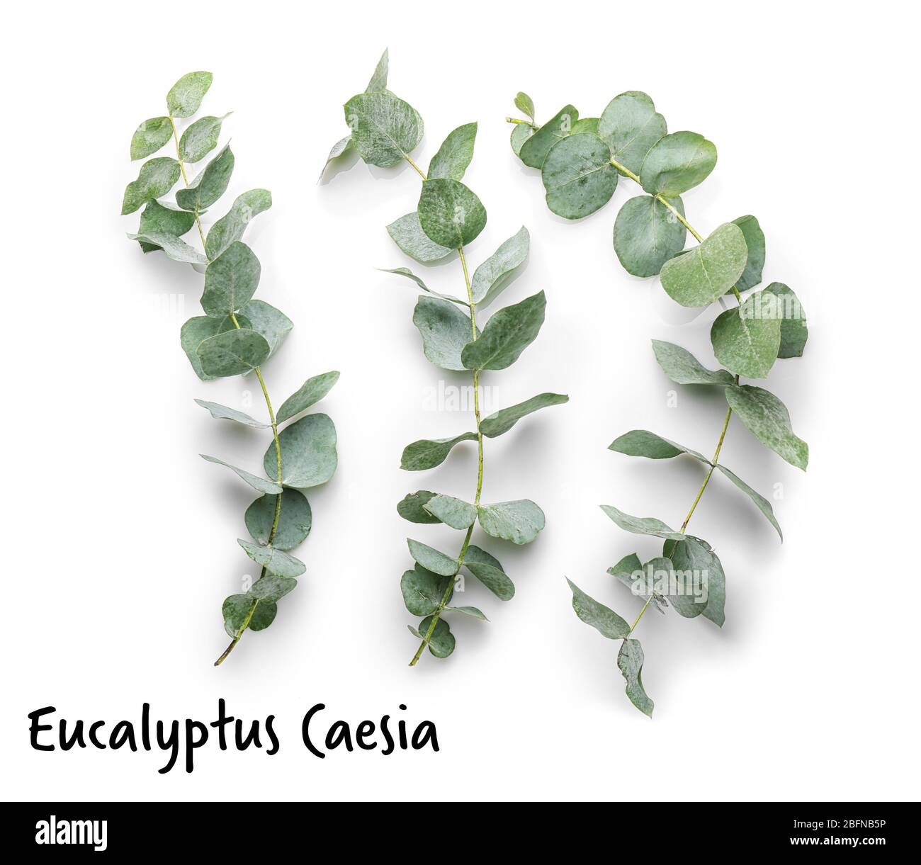 Green eucalyptus branches with name on white background Stock Photo - Alamy