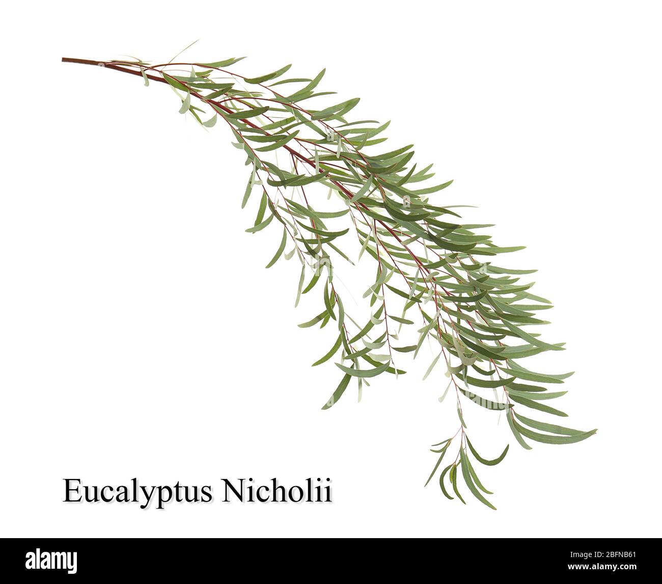 Green eucalyptus branch with name on white background Stock Photo - Alamy