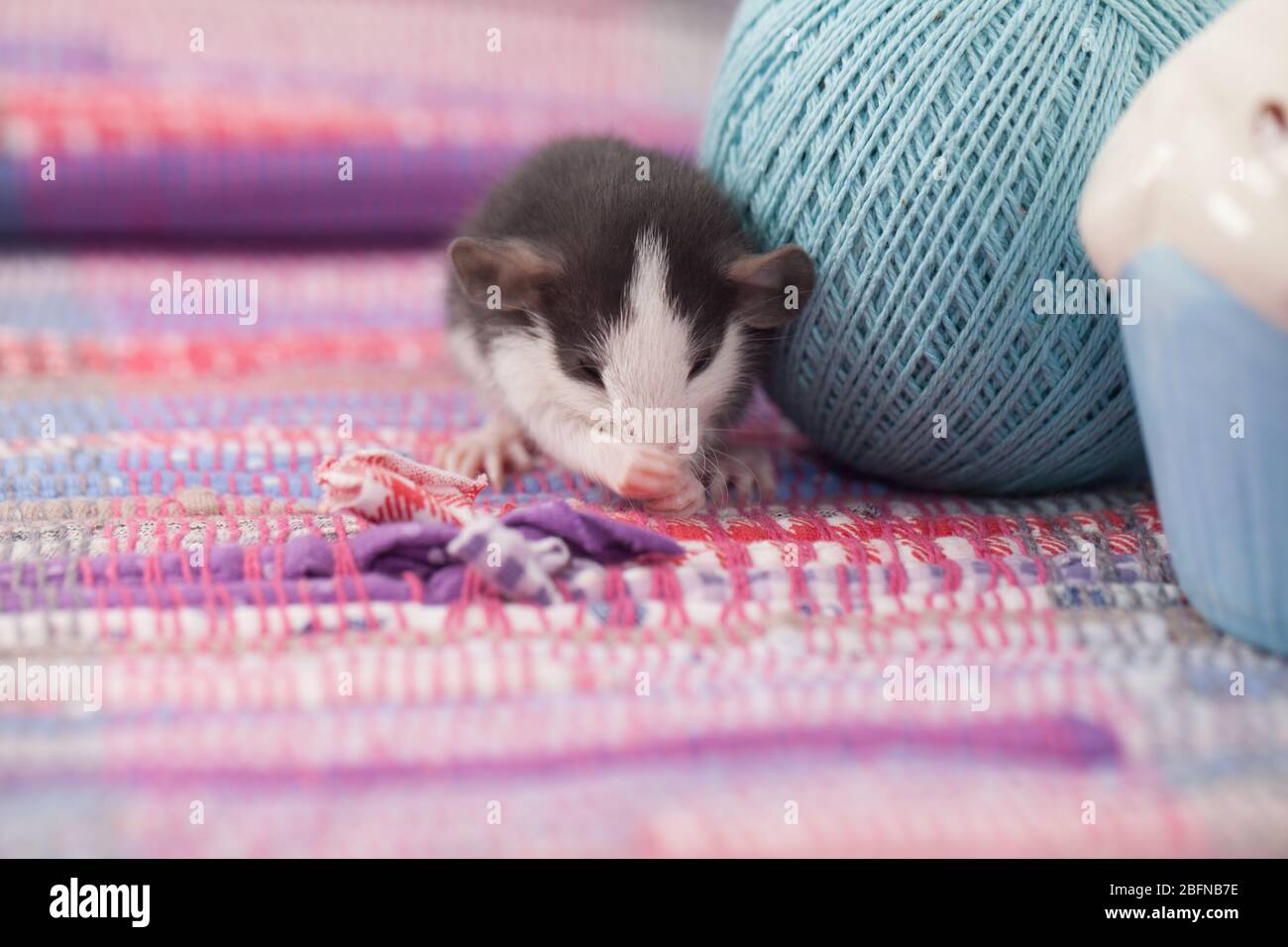 Small and cute rats on purple cloth Stock Photo - Alamy