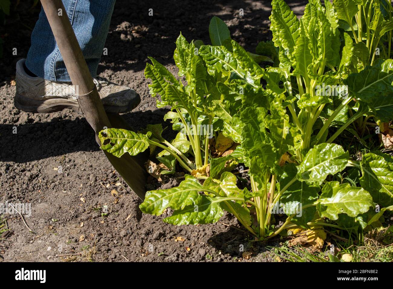 Person putting spade in ground with foot symbolizing working in home ...