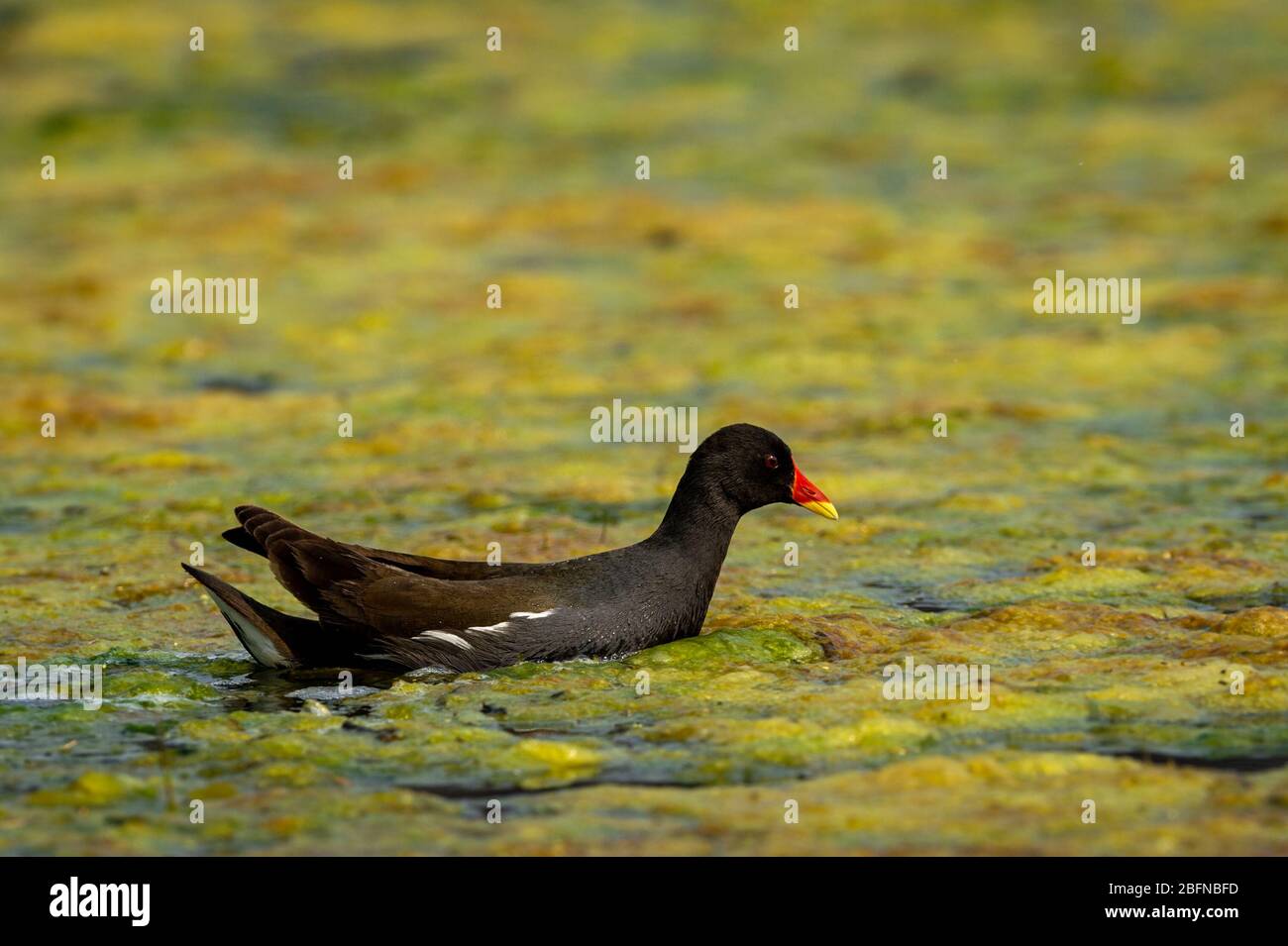 common moorhen or gallinula chloropus bird in wetland of keoladeo ...
