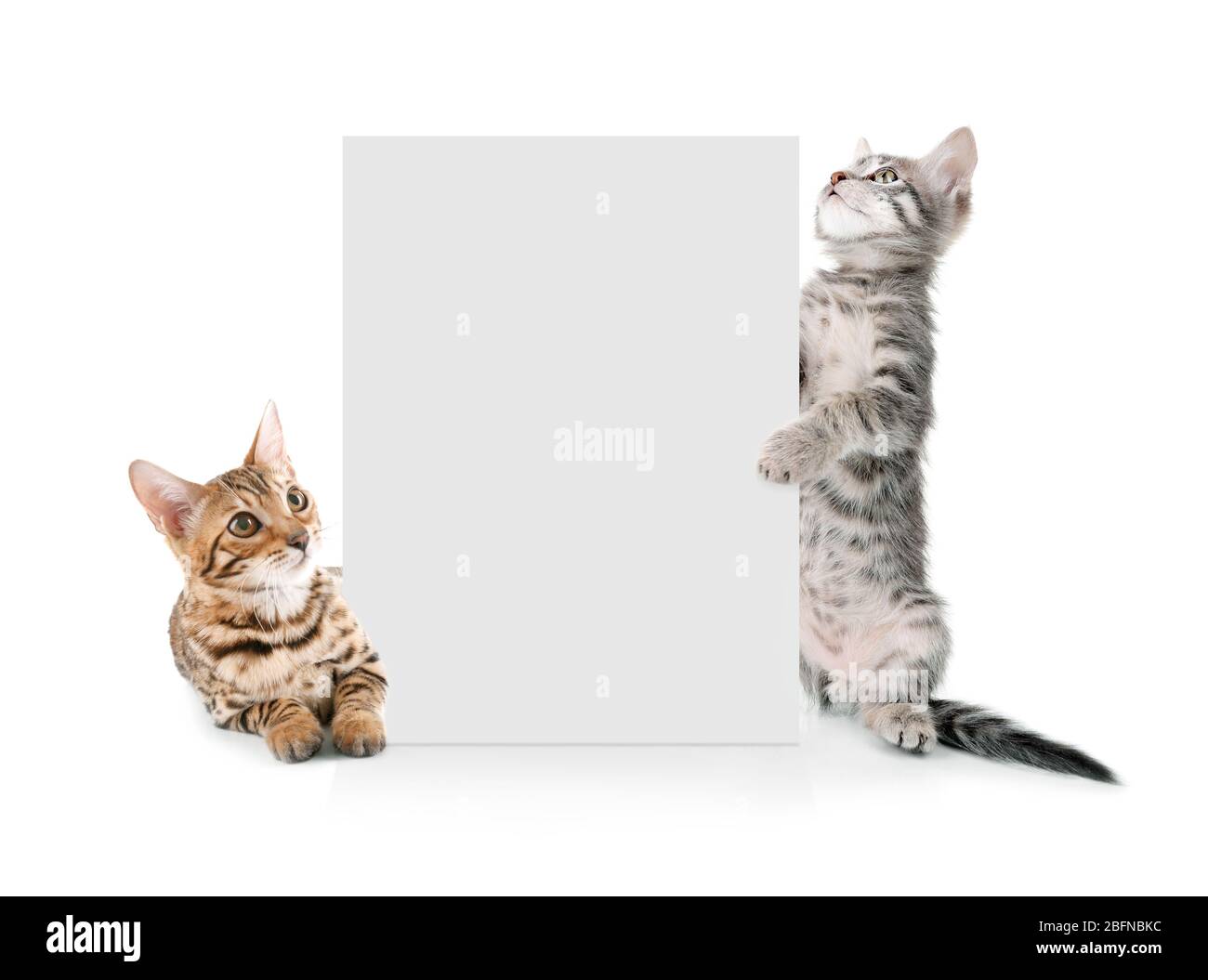 Cute cats with blank card on white background Stock Photo - Alamy