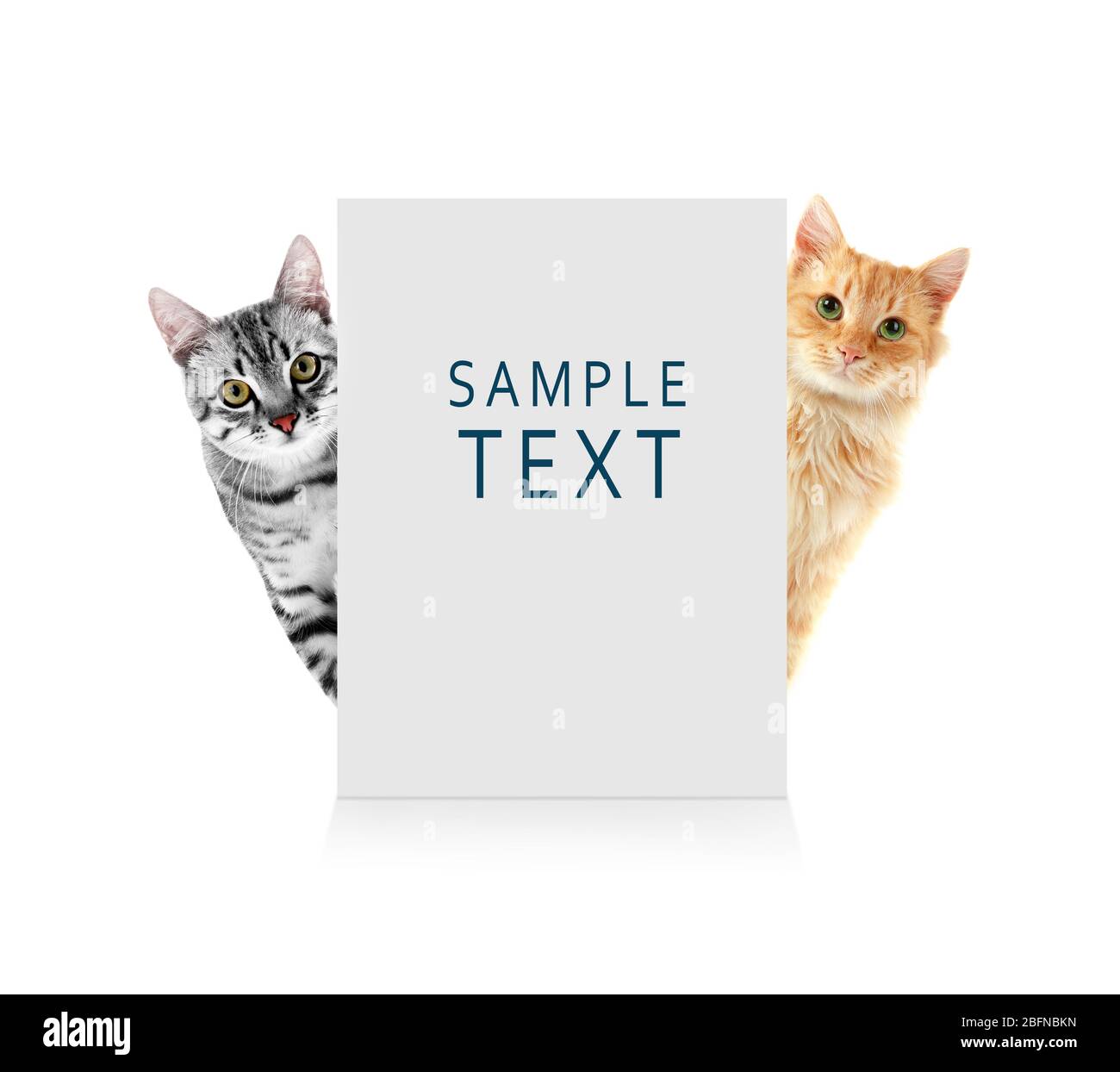 Cute cats with blank card on white background Stock Photo - Alamy