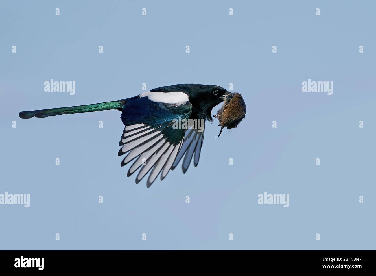Eurasian magpie with a mouse in its beak Stock Photo - Alamy