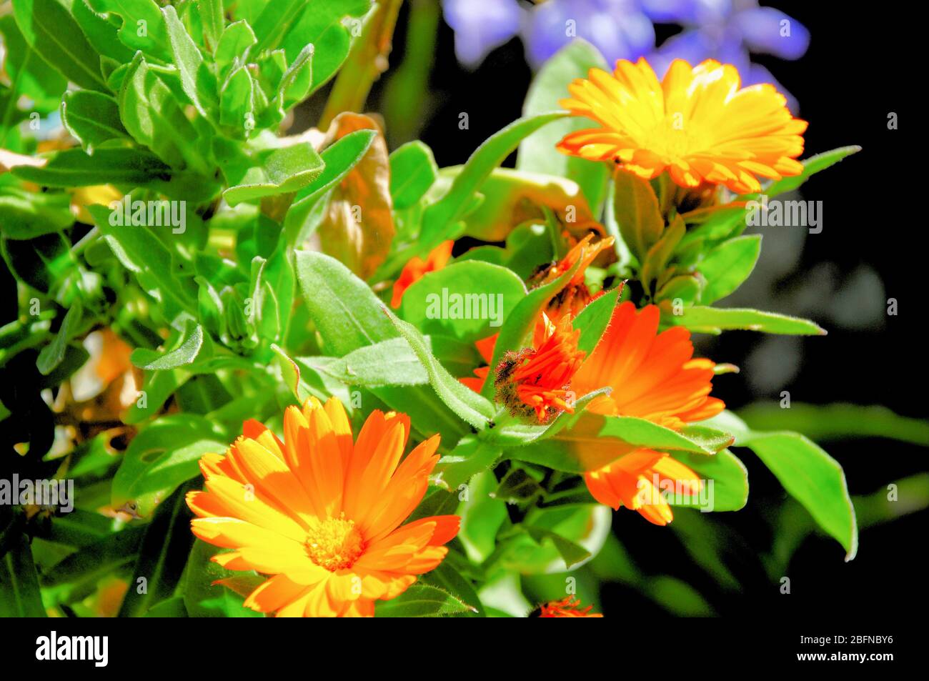 Marigold on the beach hi-res stock photography and images - Alamy