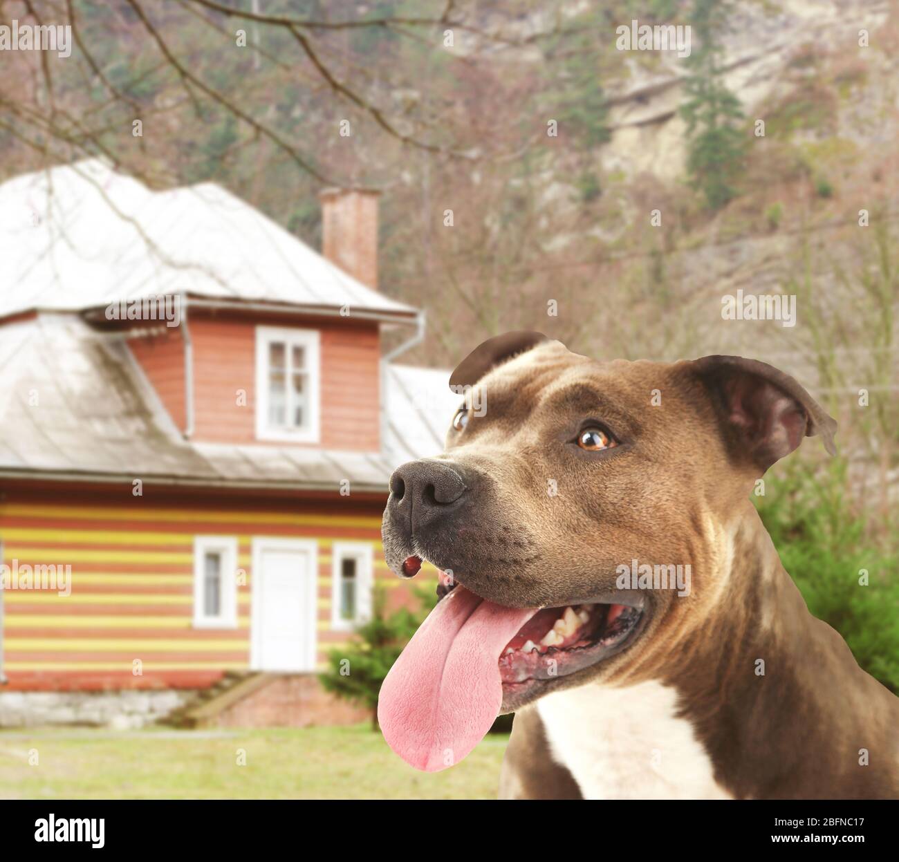 American staffordshire terrier bark hi-res stock photography and images ...