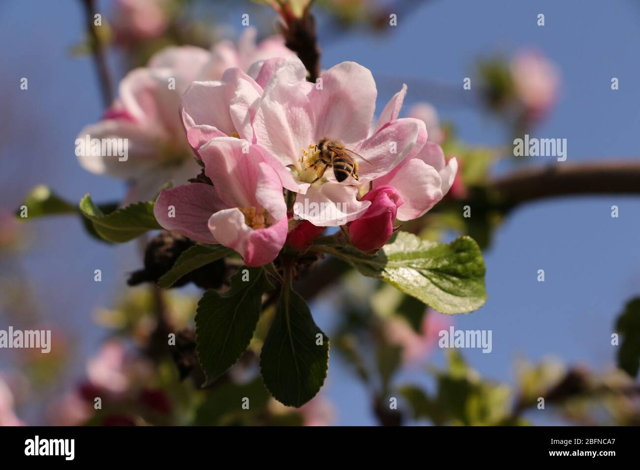 Bluhender apfelbaum hi-res stock photography and images - Alamy