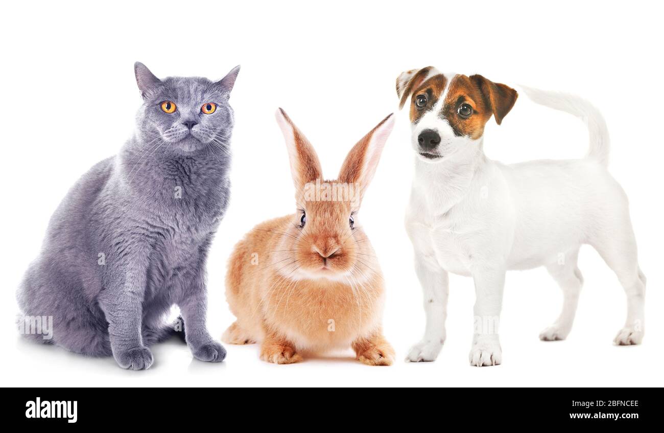Cute friendly pets on white background Stock Photo - Alamy
