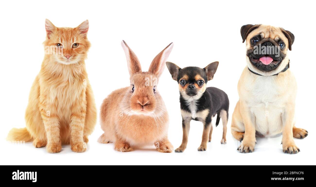 Cute friendly pets on white background Stock Photo - Alamy