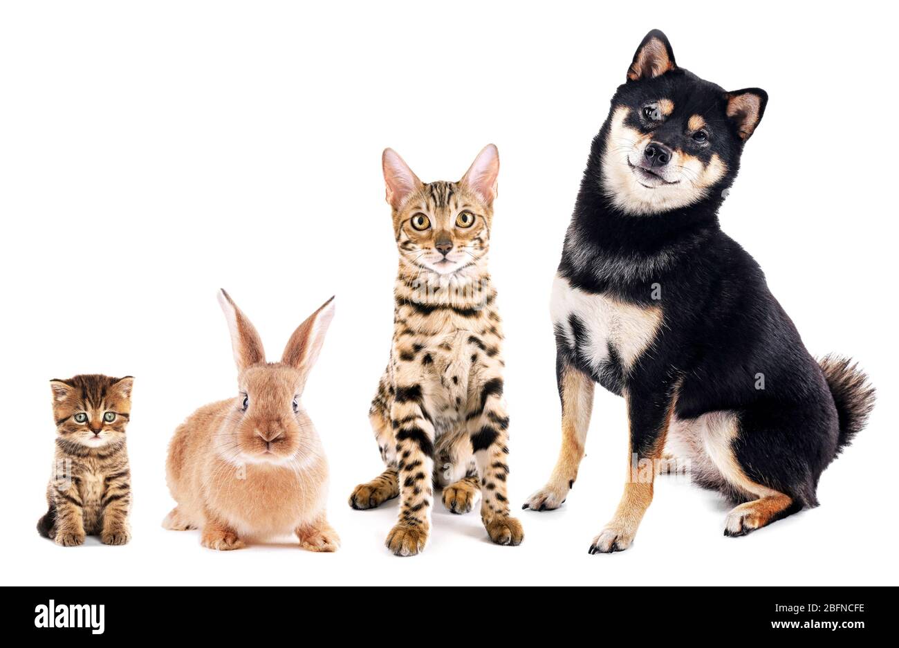 Cute friendly pets on white background Stock Photo - Alamy