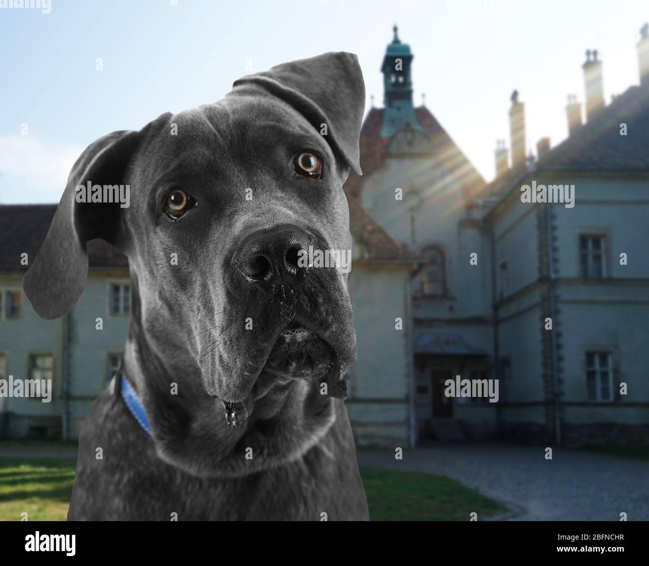 Does The Cane Corso Bark