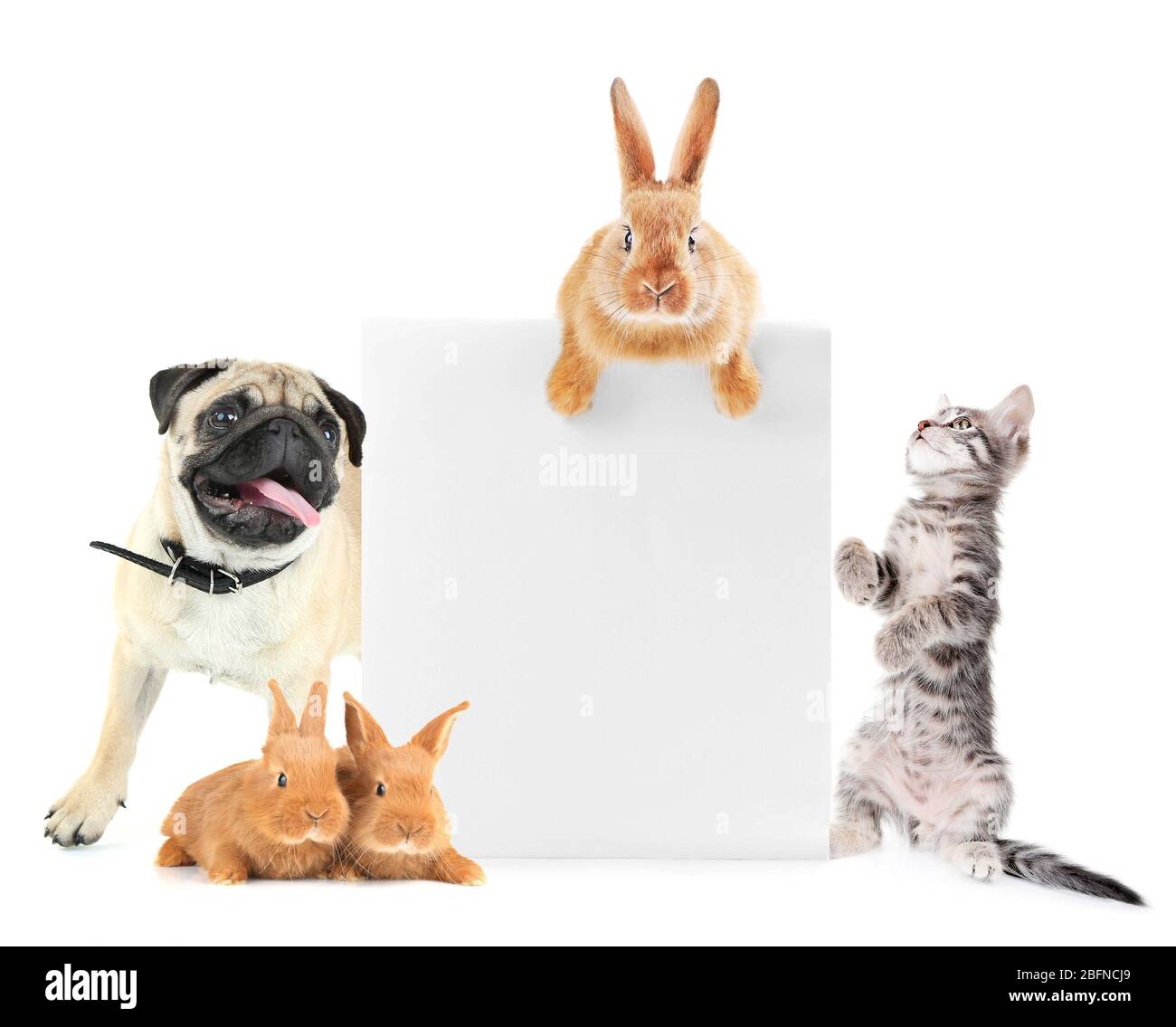 Pet friendly space concept Cut Out Stock Images & Pictures - Alamy