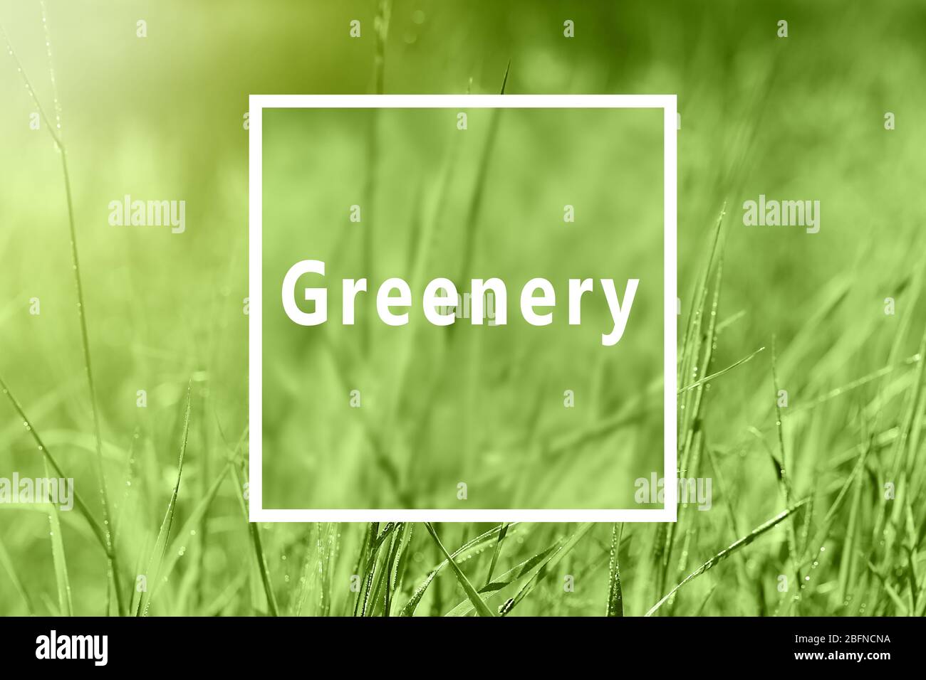 Trendy color concept. Word GREENERY on grass background Stock Photo - Alamy