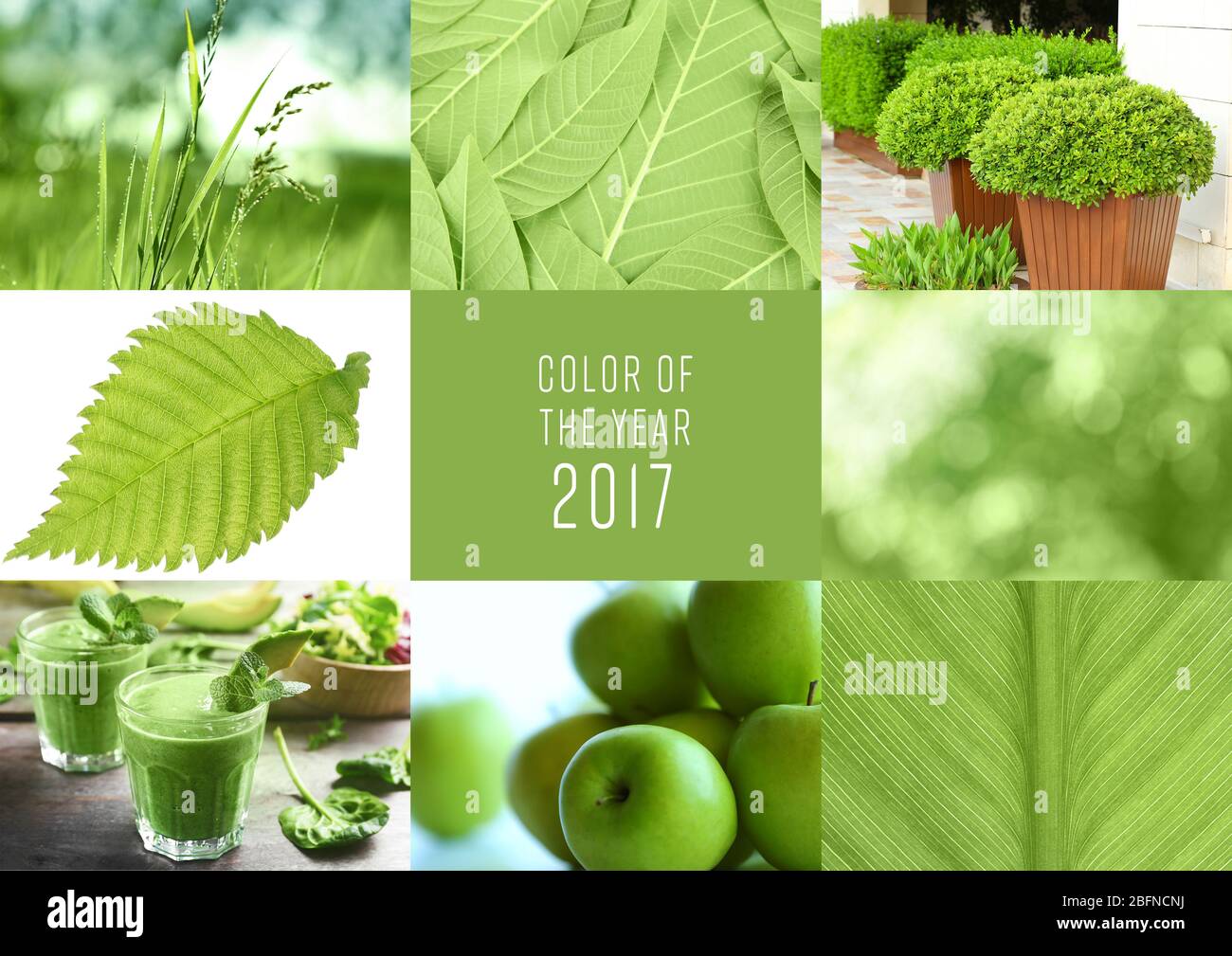 Trendy color concept. Set with greenery color. Text COLOR OF THE YEAR ...
