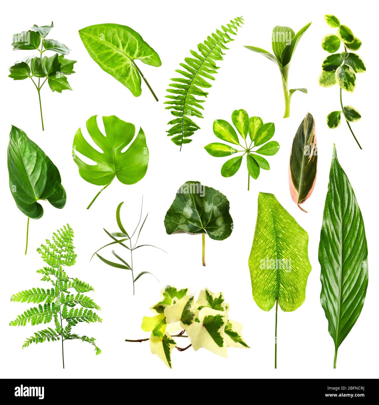 Different house plants hi-res stock photography and images - Alamy