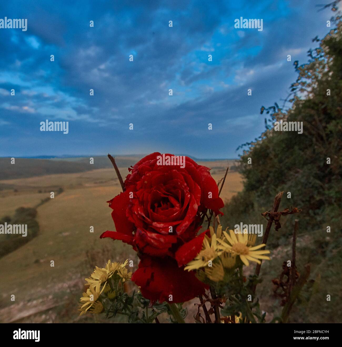 Sunny sky rose hi-res stock photography and images - Alamy