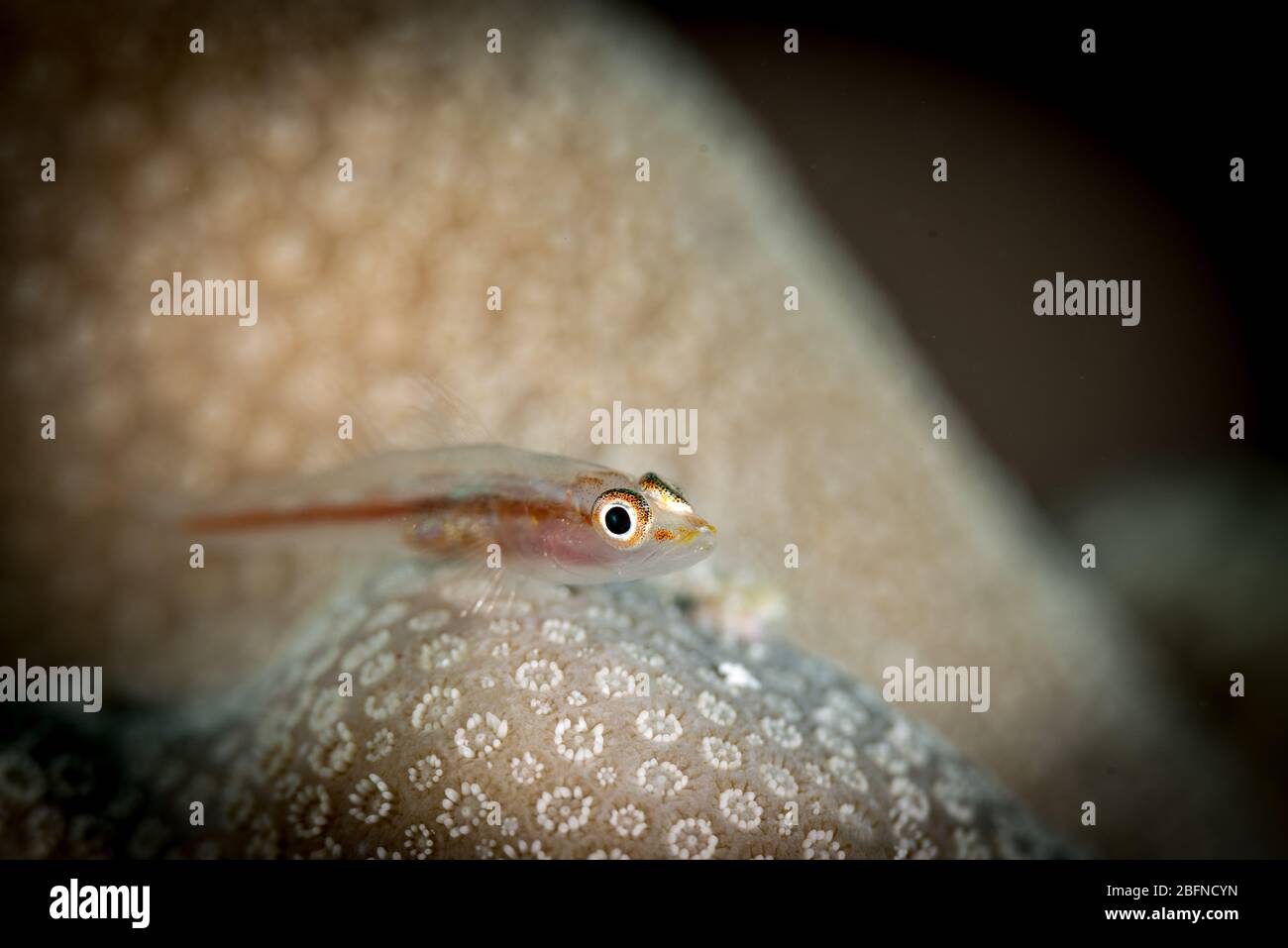 Gold head goby hi-res stock photography and images - Alamy