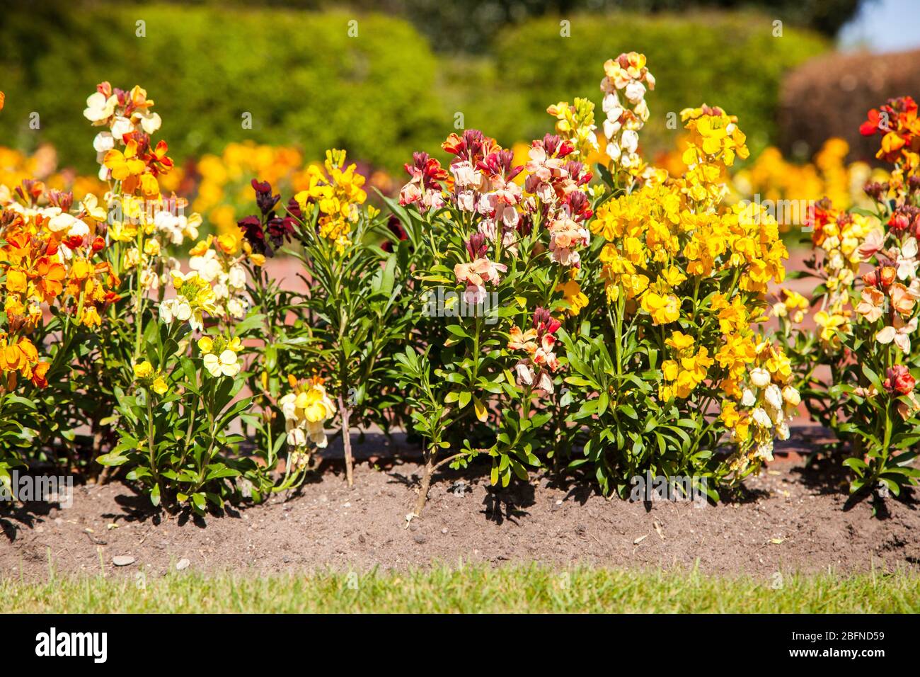 English cottage garden spring hi-res stock photography and images - Alamy