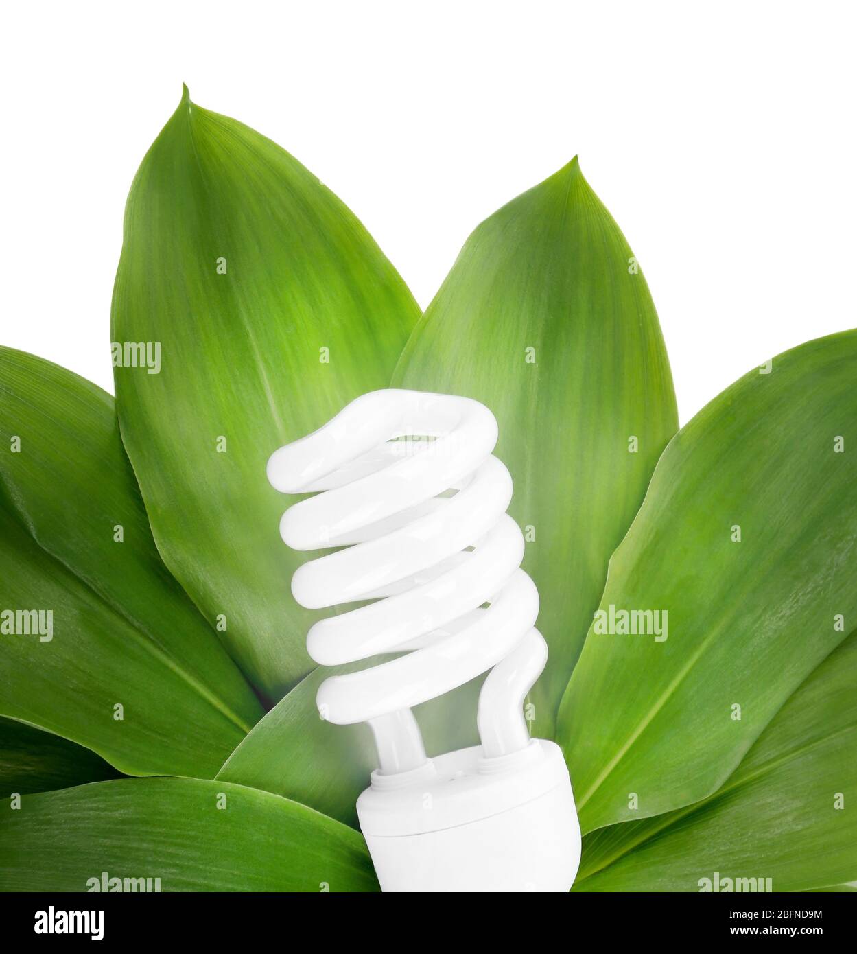 Green bulb fluorescent leaves hi-res stock photography and images - Alamy