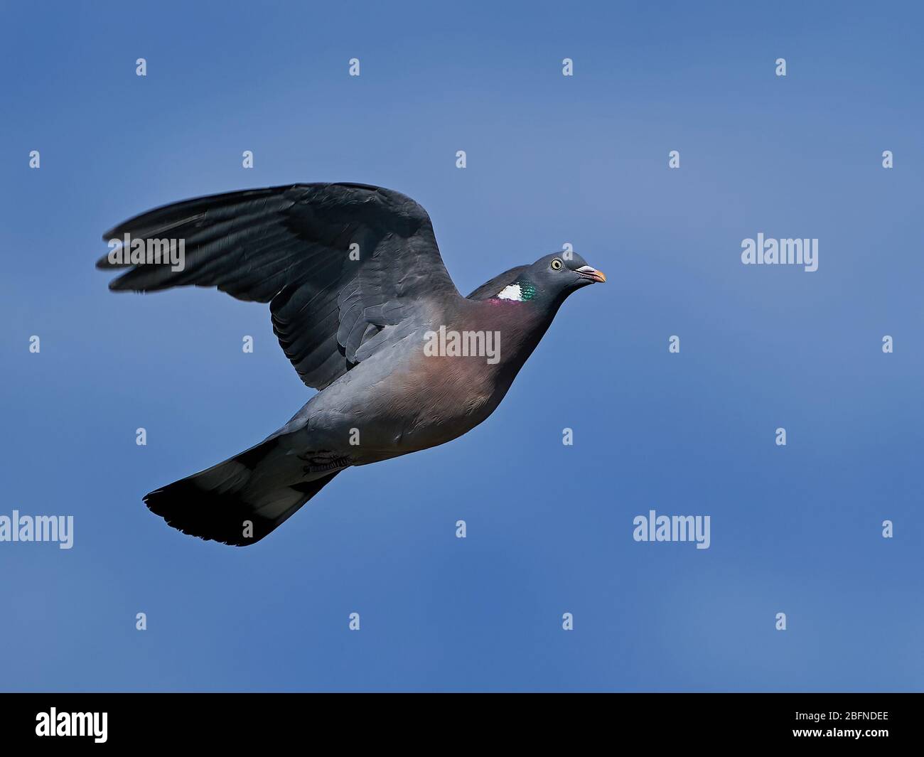 Common wood pigeon in flight with blue skies in the background Stock ...