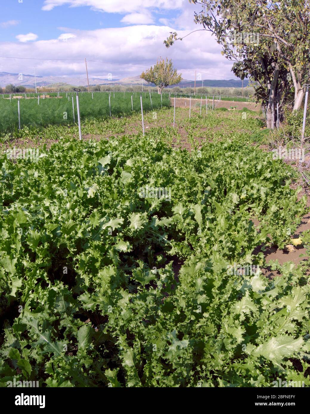 Endive chicory cichorium endivia hi-res stock photography and images ...