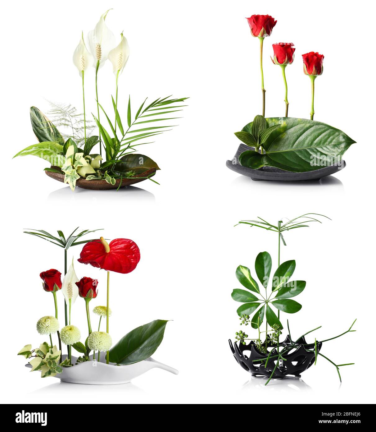 Creative floral compositions on white background Stock Photo - Alamy