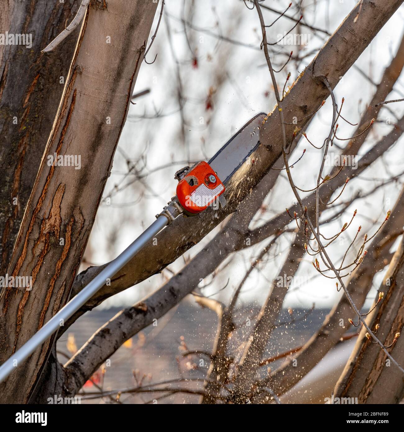 Unique chainsaw designed for cutting in high places Stock Photo - Alamy