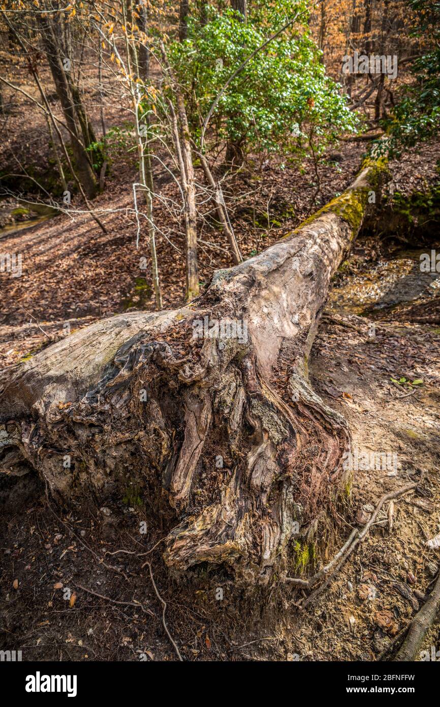 Woodland path obstruction hi-res stock photography and images - Alamy