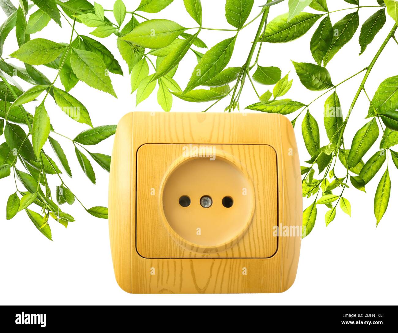 Socket and green leaves on white background Stock Photo - Alamy