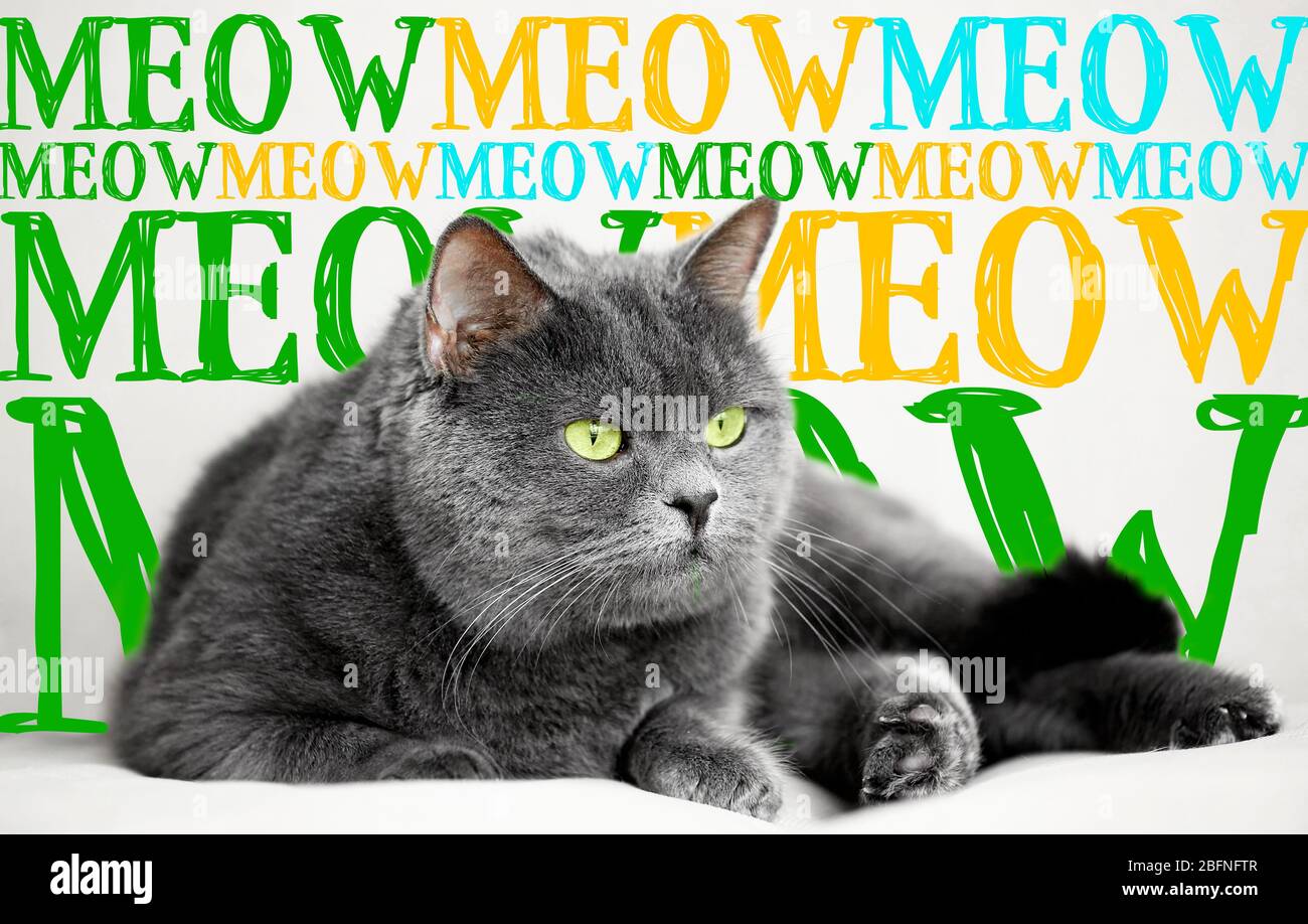 Cute cat lying on couch and word MEOW on background Stock Photo - Alamy