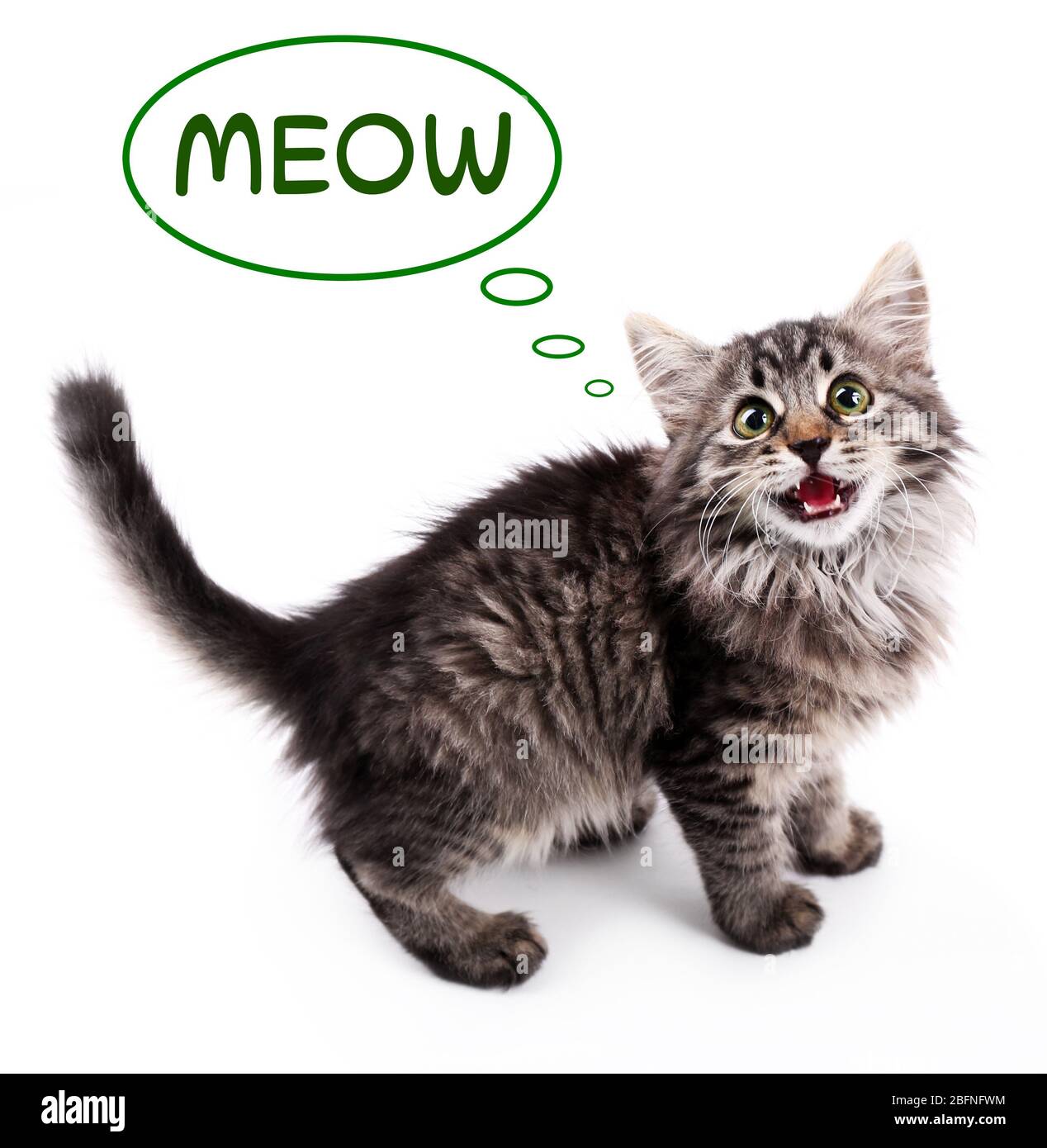 Cute kitten and word MEOW on white background Stock Photo - Alamy
