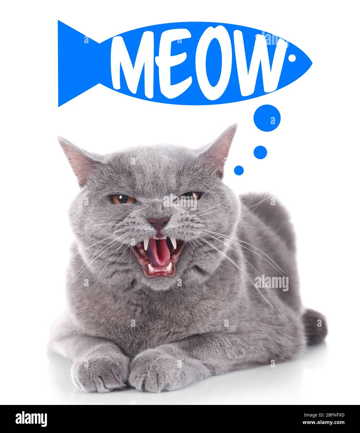 Cute cat and word MEOW on white background Stock Photo - Alamy