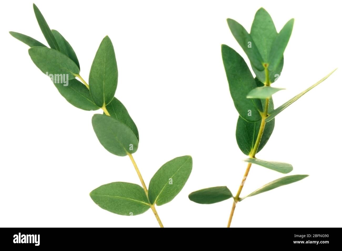 Eucalyptus parvula hi-res stock photography and images - Alamy
