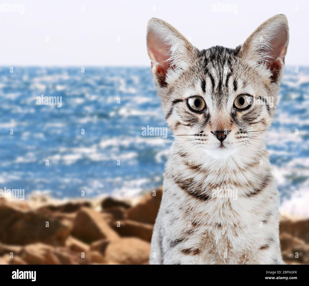 Cute kitten on seashore background Stock Photo - Alamy