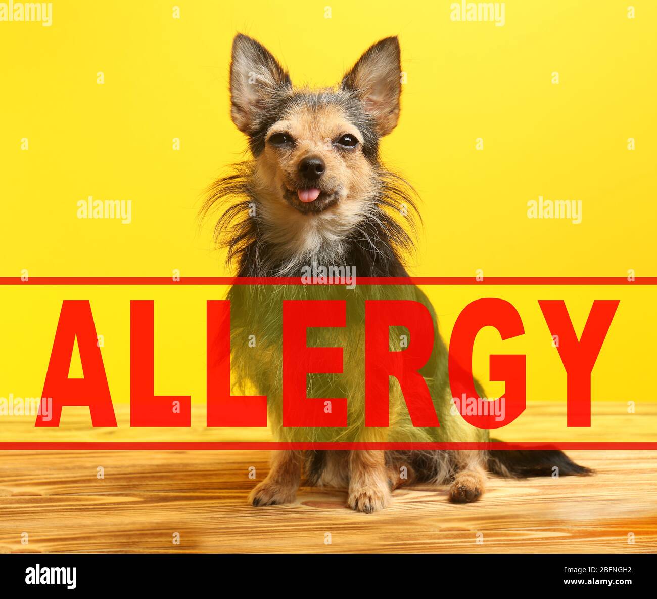Animal allergy concept. Funny dog on yellow background Stock Photo - Alamy
