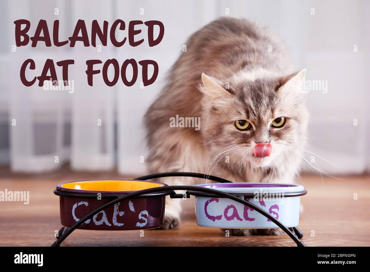 Healthy and balanced cat meal concept. Cat eating at home Stock Photo ...
