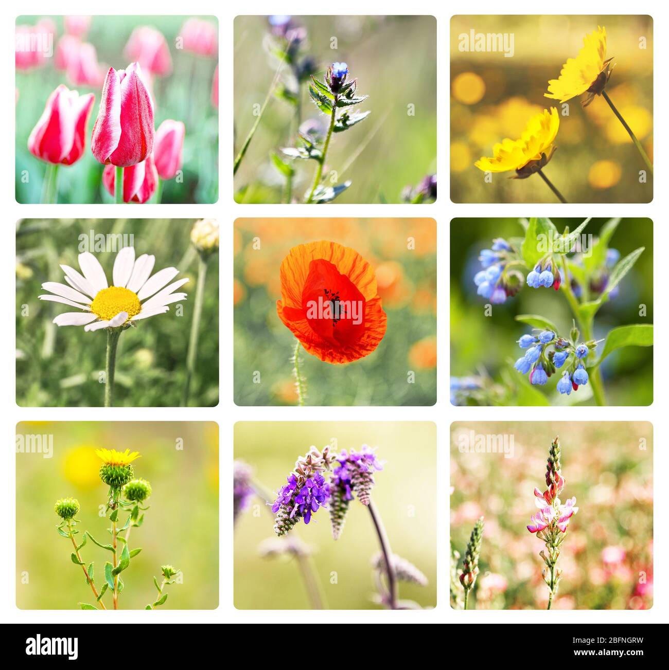 Spring scene wild flowers Cut Out Stock Images & Pictures - Alamy